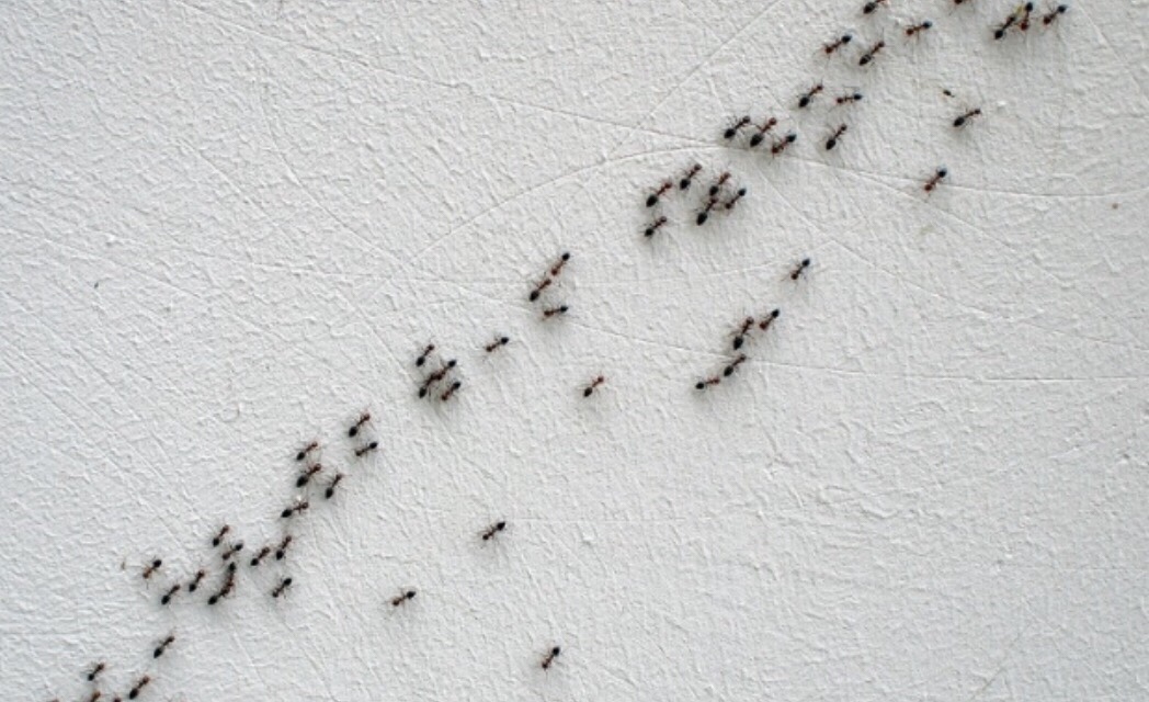 I Give Up – A Farm Wife's Reflections